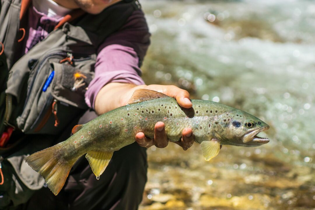 Lake Ontario Fishing Guide: Fish Species, Tips, Best Spots, and More ...